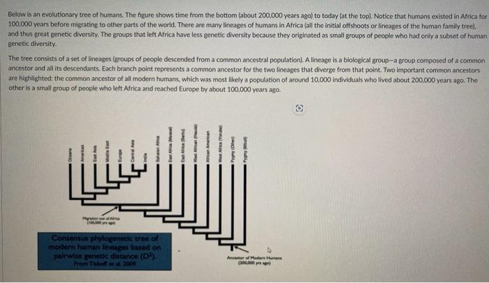 Looking at the evolutionary tree of modern humans, | Chegg.com