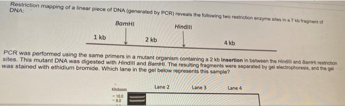 Solved Restriction mapping of a linear piece of DNA | Chegg.com