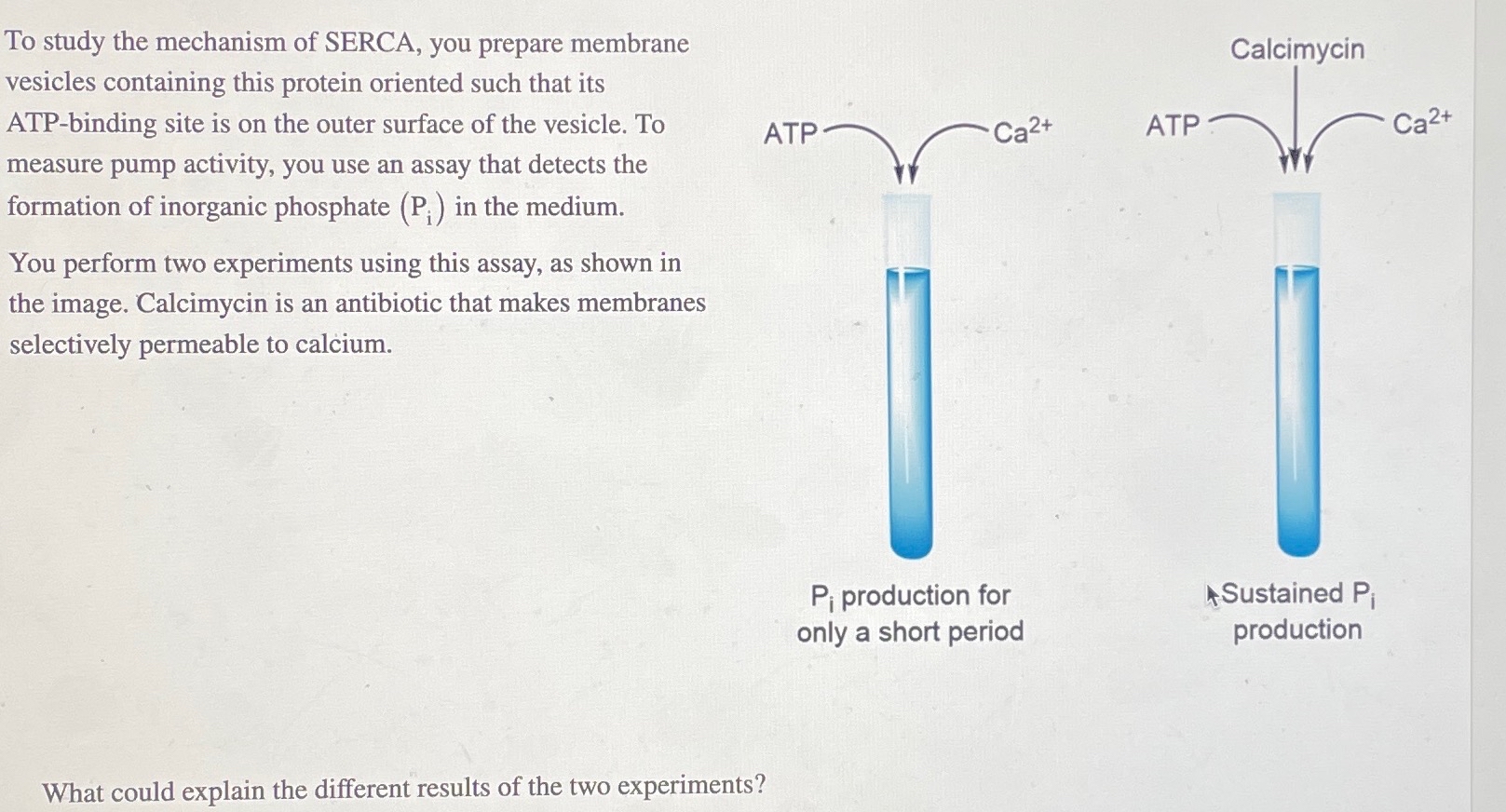 Solved To study the mechanism of SERCA, you prepare membrane | Chegg.com