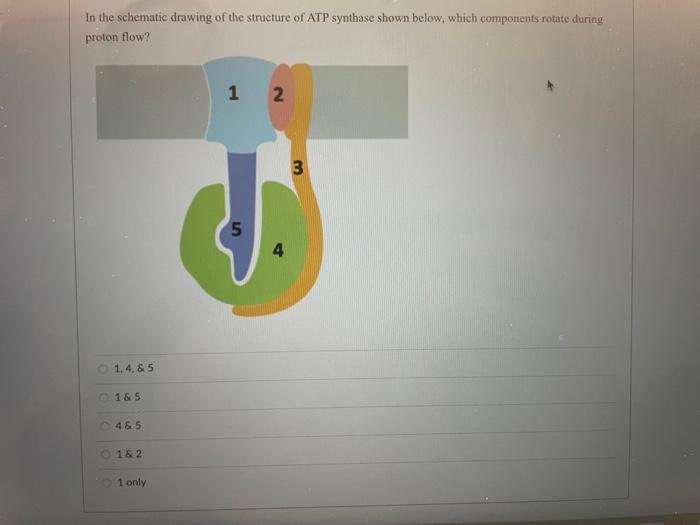 Solved In the schematic drawing of the structure of ATP | Chegg.com