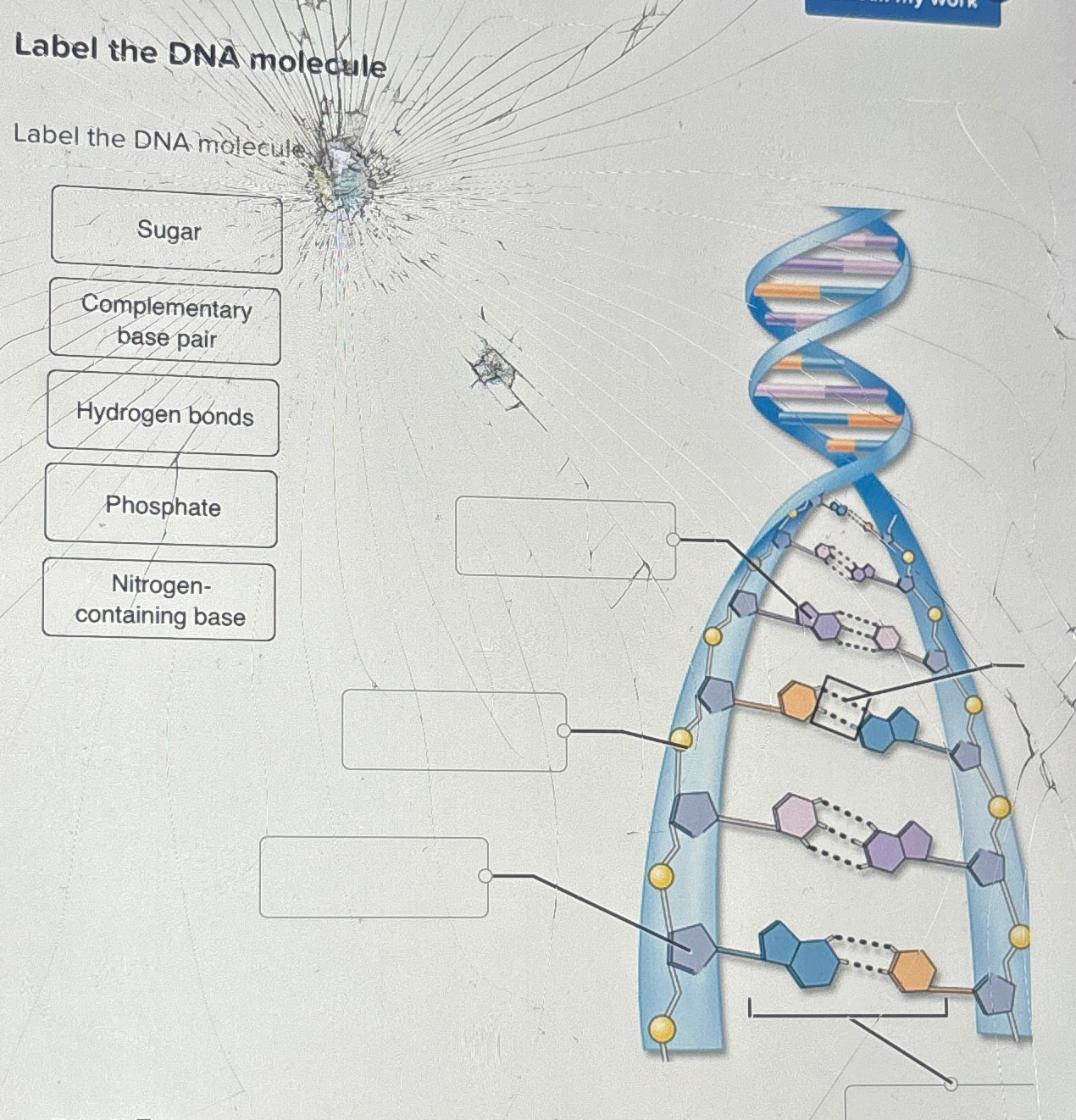 Solved Label the DNA molectuleLabel the DNA molecul | Chegg.com