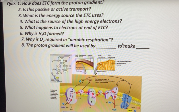 Solved Quiz: 1. How does ETC form the proton gradient? 2. Is | Chegg.com