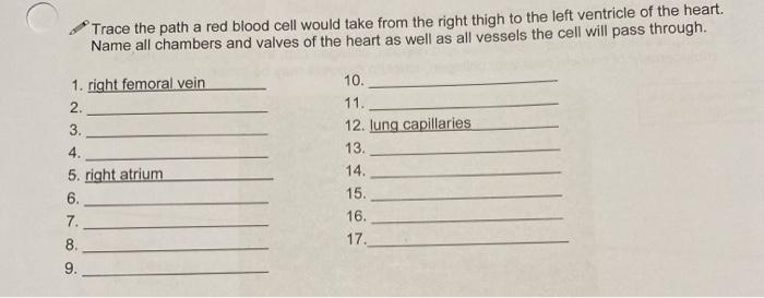 Solved Trace the path a red blood cell would take from the | Chegg.com