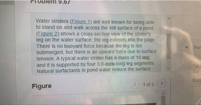 Solved Water striders (Figure 1) are well known for being | Chegg.com
