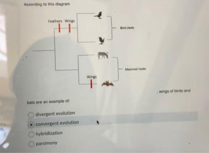 Solved According to this diagram bats are an example of: | Chegg.com