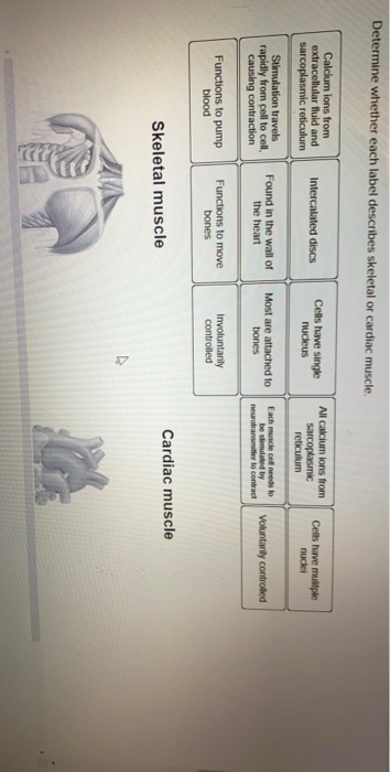 Solved Determine whether each label describes skeletal or | Chegg.com