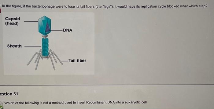 Solved Chemical mutagens, such as Base Analogs, replace | Chegg.com