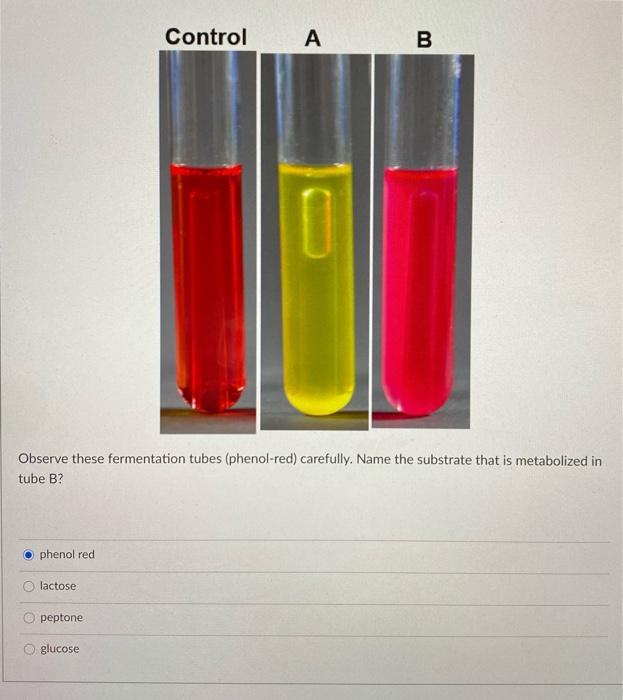Solved Control А B Observe these fermentation tubes | Chegg.com