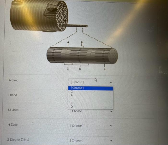 Solved Match the following: A Band I Band M Lines H | Chegg.com