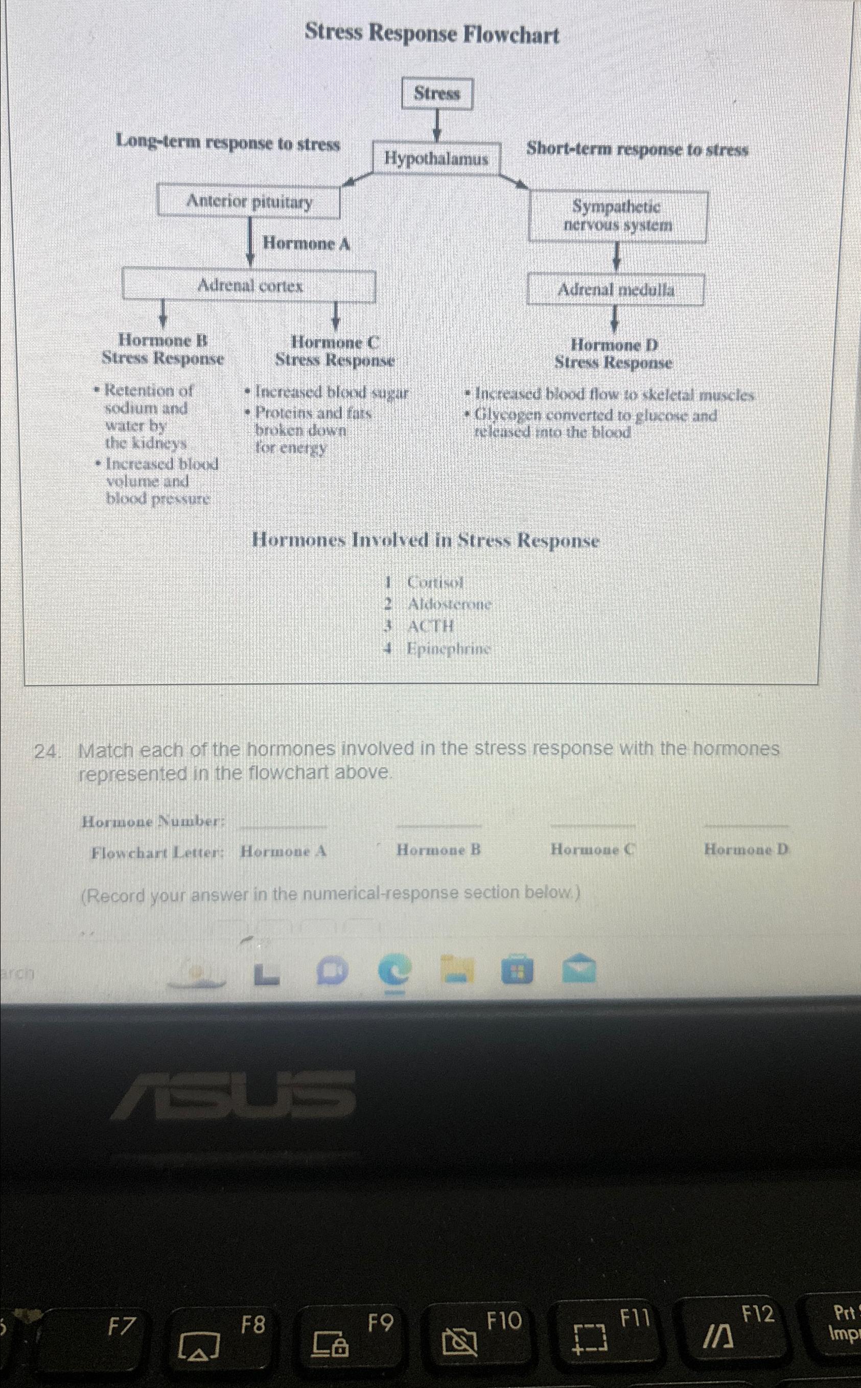 Solved Stress Response Flowchart24. ﻿Match each of the | Chegg.com
