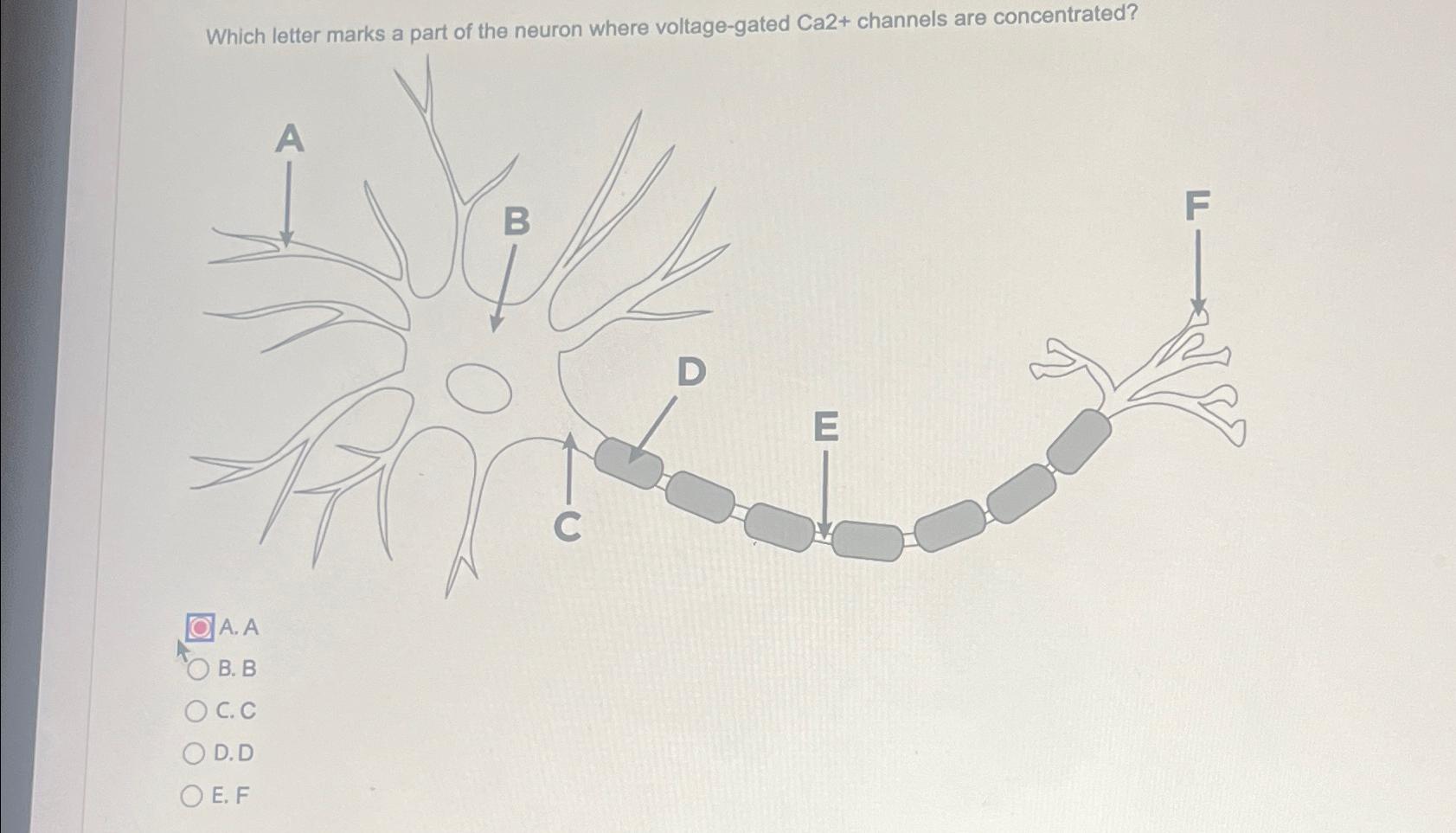 Solved Which letter marks a part of the neuron where | Chegg.com