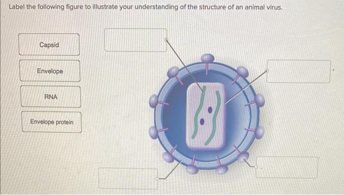 Solved Label the following figure to illustrate your | Chegg.com