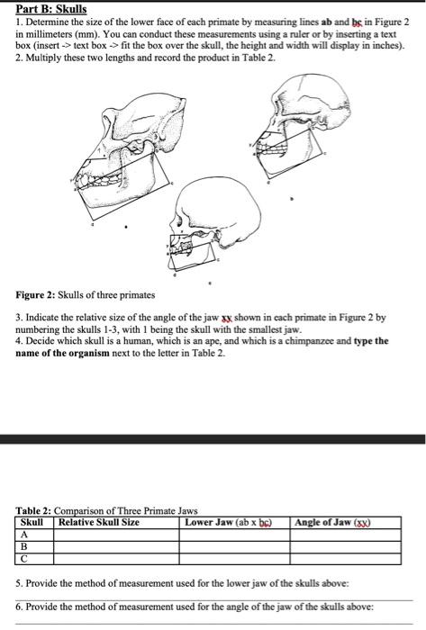 Solved Part B: Skulls 1. Determine the size of the lower | Chegg.com