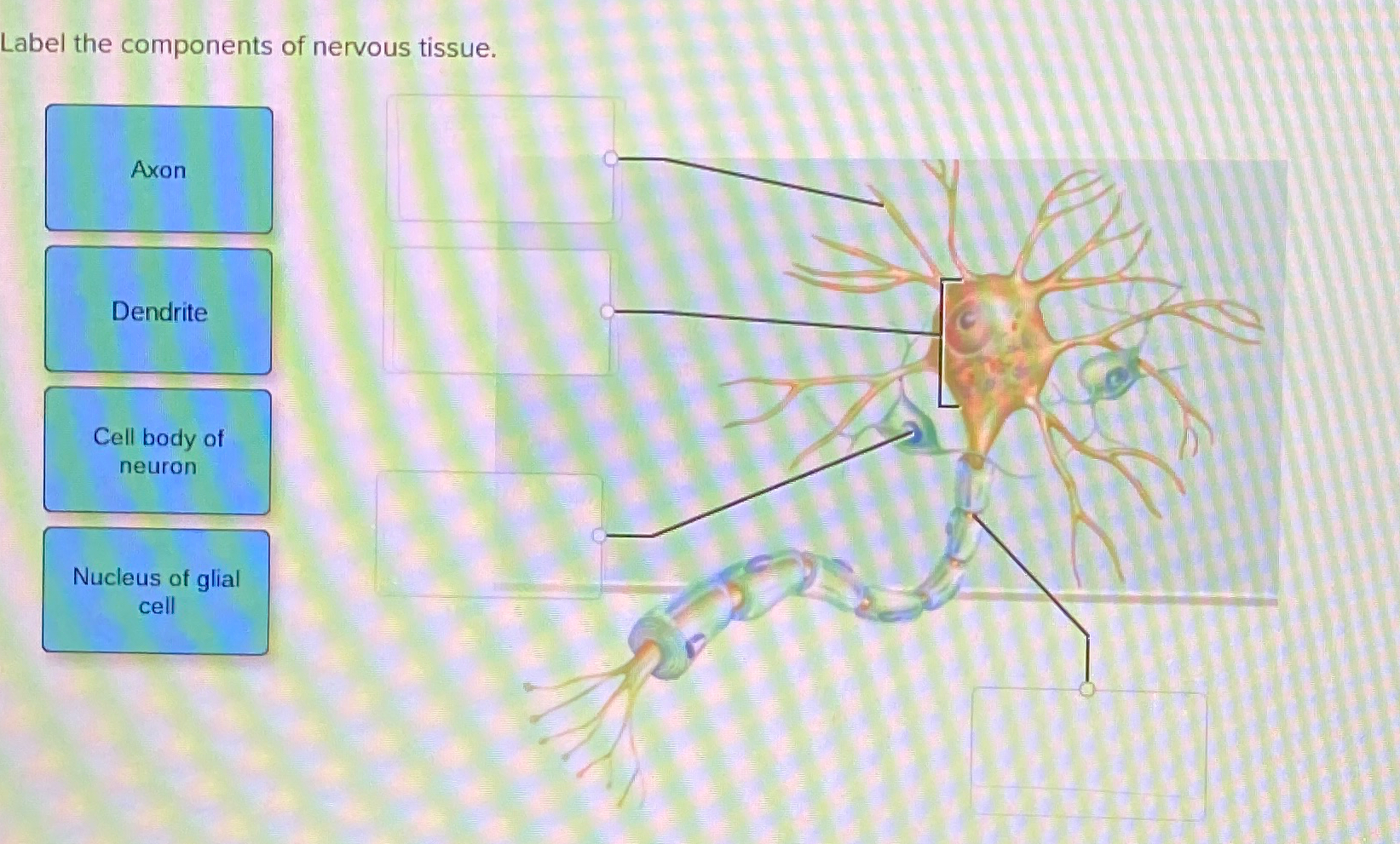 Solved Label the components of nervous tissue. | Chegg.com