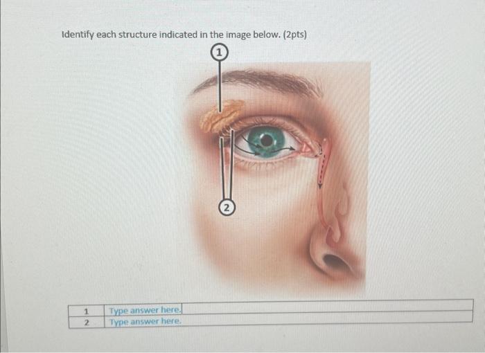 Solved Identify each structure indicated in the image below. | Chegg.com
