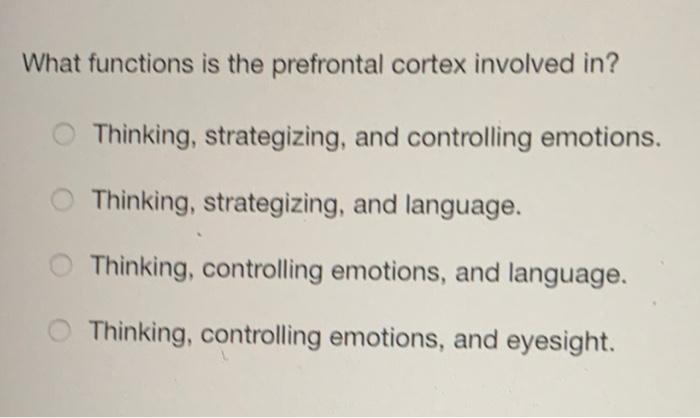Solved What functions is the prefrontal cortex involved in? | Chegg.com