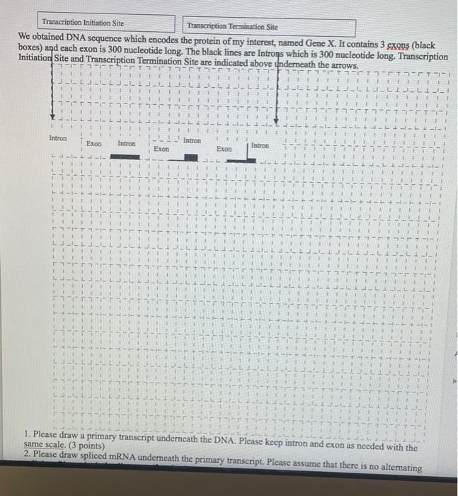 bo: Ini 1. Please draw a primary transcript | Chegg.com