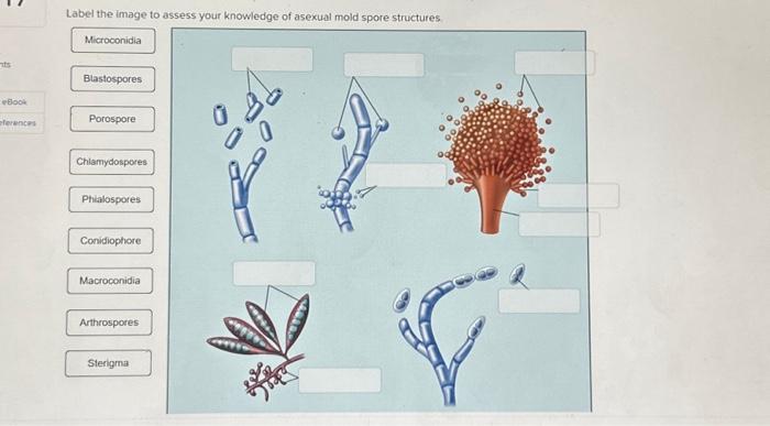 Label the image to assess your knowledge of asexual | Chegg.com