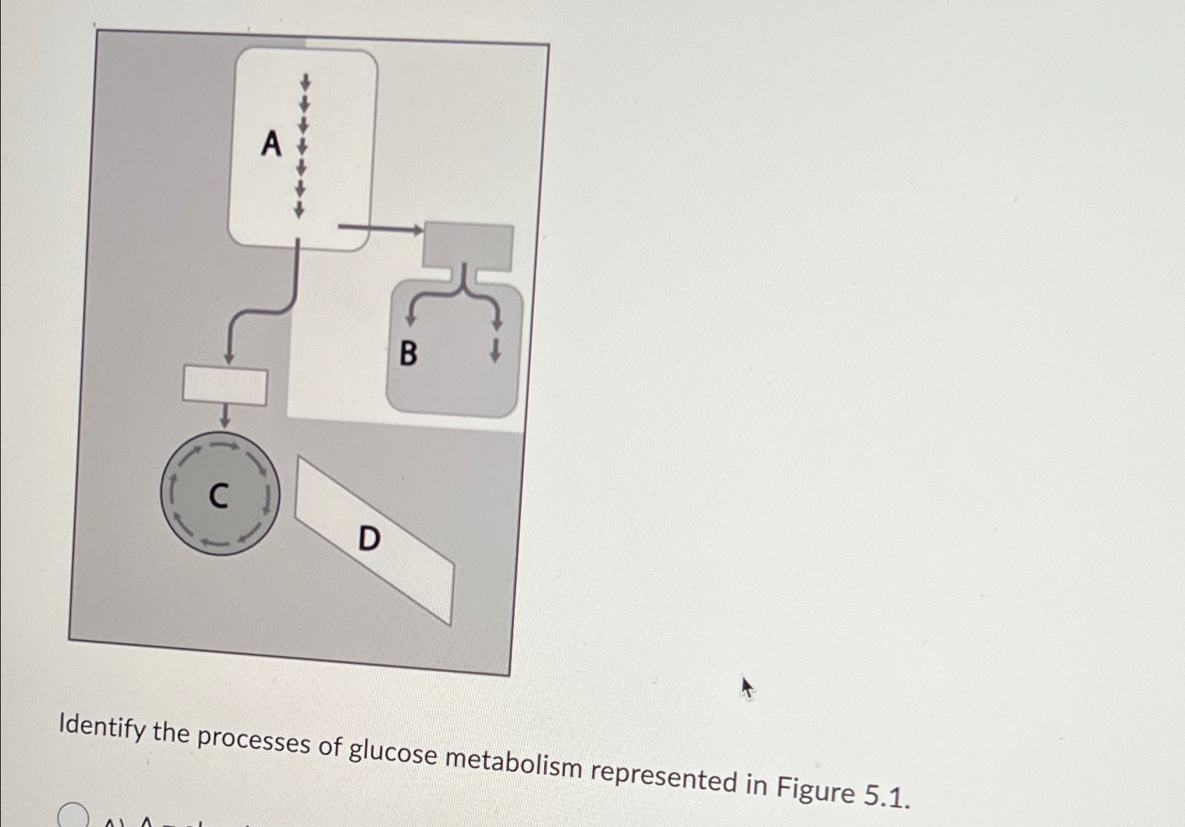 Solved Identify the processes of glucose metabolism | Chegg.com