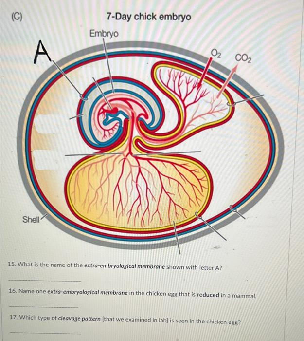 Solved (C) 7-Day chick embryo Embryo А. 02 CO2 Shell 15. | Chegg.com