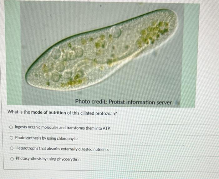 Solved Photo credit: Protist information server What is the | Chegg.com