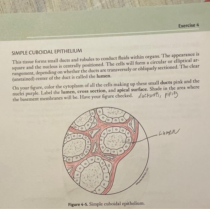 Solved epithelium; apical view. SIMPLE SQUAMOUS EPITHELIUM | Chegg.com