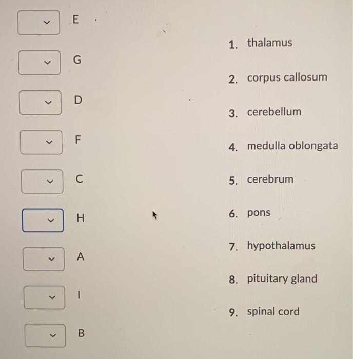 Solved Question 4 (1 point) Cerebrospinal fluid flows | Chegg.com