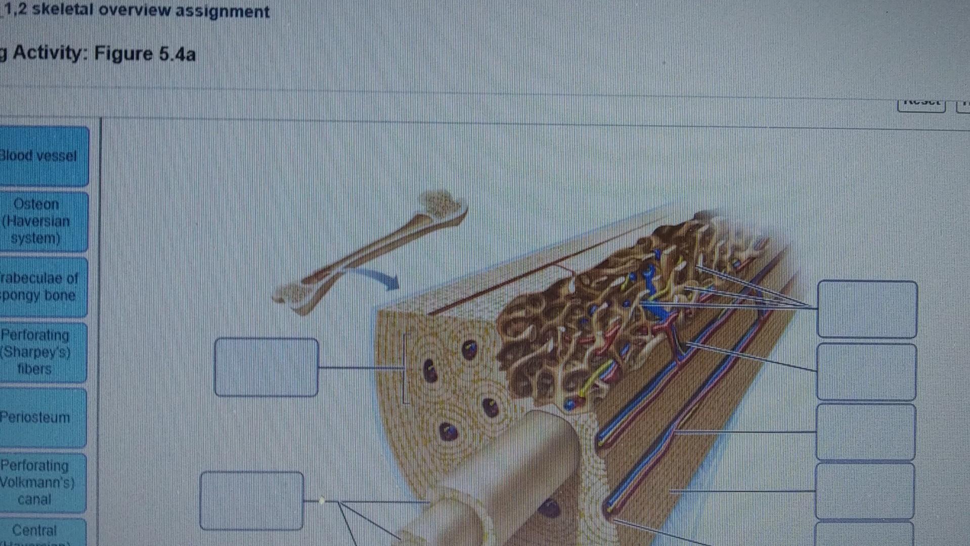 Solved 1,2 skeletal overview assignmen Activity: Figure 5.4a | Chegg.com