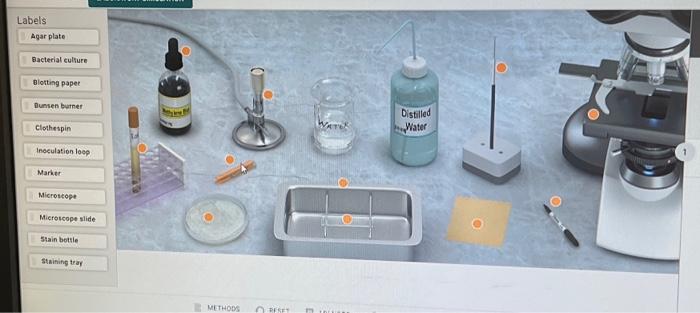 Solved Labels Agar plate Bacterial culture Blotting paper | Chegg.com