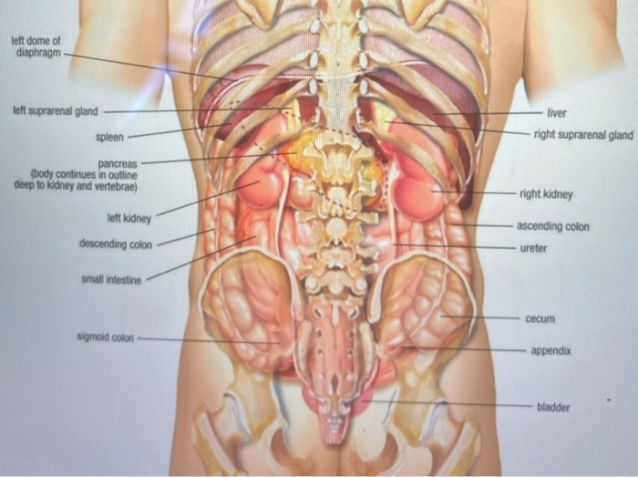 Left Dome Of Diaphragm Left Suprarenal Gland Liver Chegg Left Dome Of Diaphragm Left Suprarenal Gland Liver Chegg