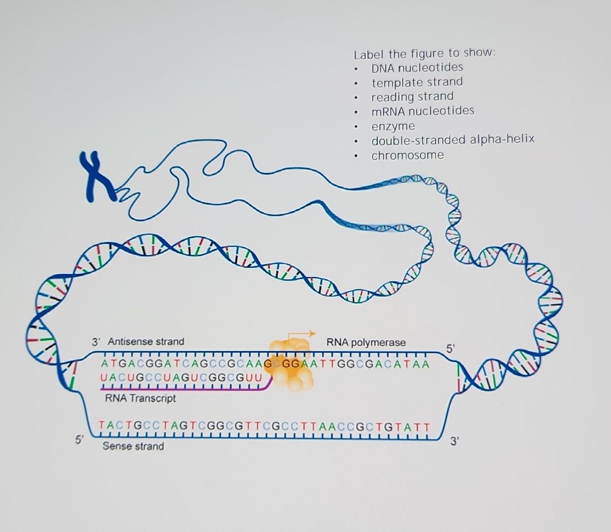 Solved Label the figure to show: - DNA nucleotides - | Chegg.com