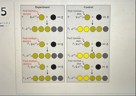 Solved What pattern of inheritance do results from this | Chegg.com