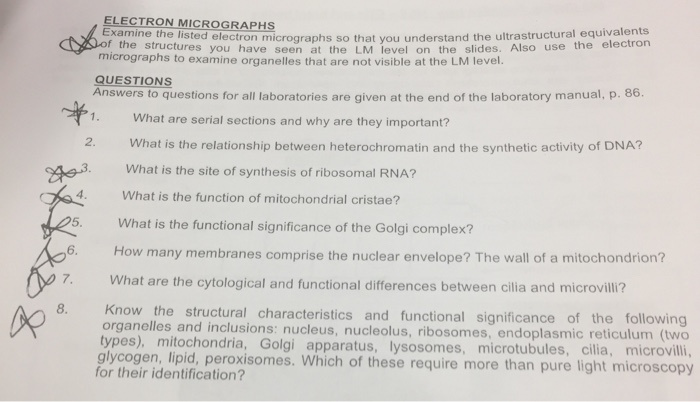 ELECTRON MICROGRAPHS 1 Examine the listed are the | Chegg.com