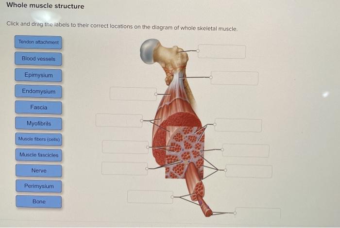 Solved Whole muscle structure Click and drag the labels to | Chegg.com