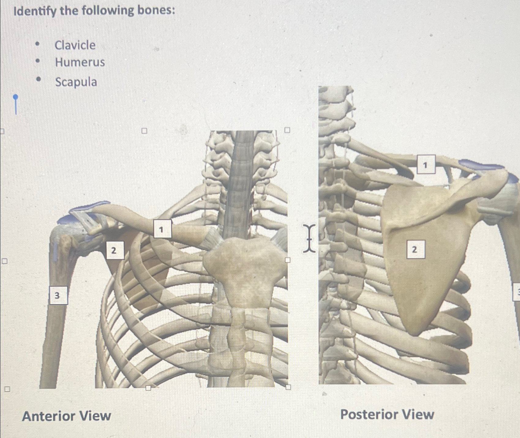 Solved Label the following bones | Chegg.com