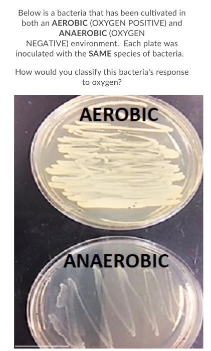 Solved Below is a bacteria that has been cultivated in both | Chegg.com