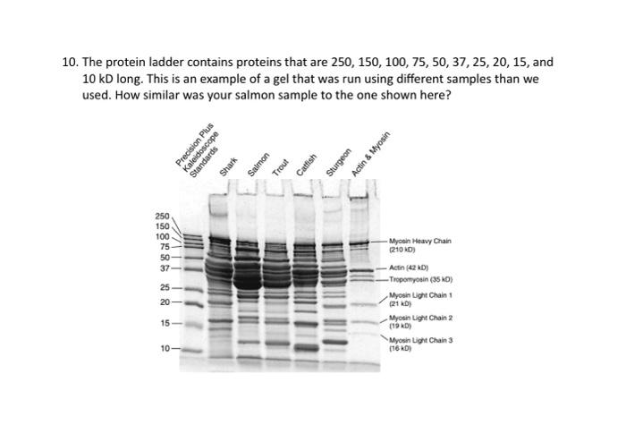 Solved 10. The protein ladder contains proteins that are | Chegg.com