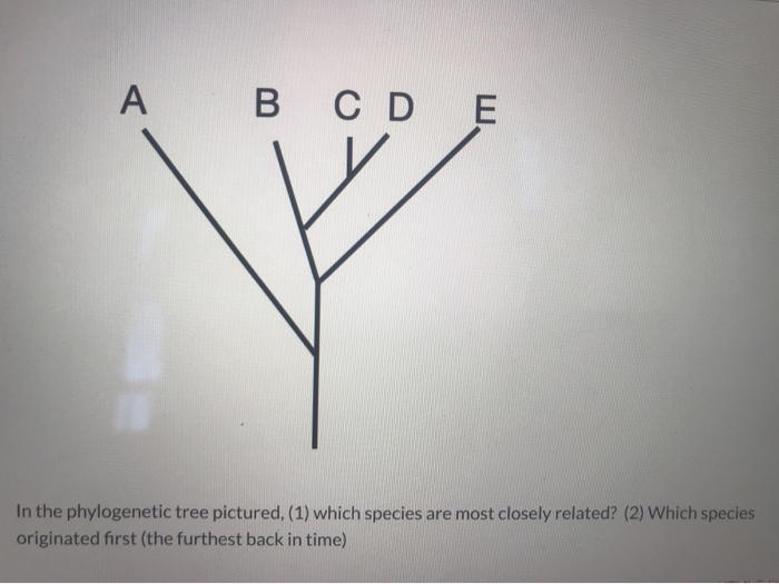 Solved A B C D E In the phylogenetic tree pictured (1) which | Chegg.com