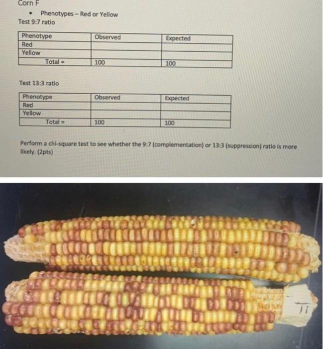 Solved Count 100 kernels on each of the different types of | Chegg.com