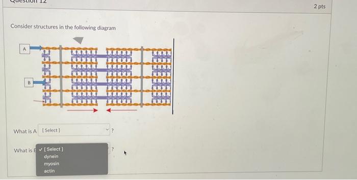 Solved Consider structures in the following diagram What is | Chegg.com