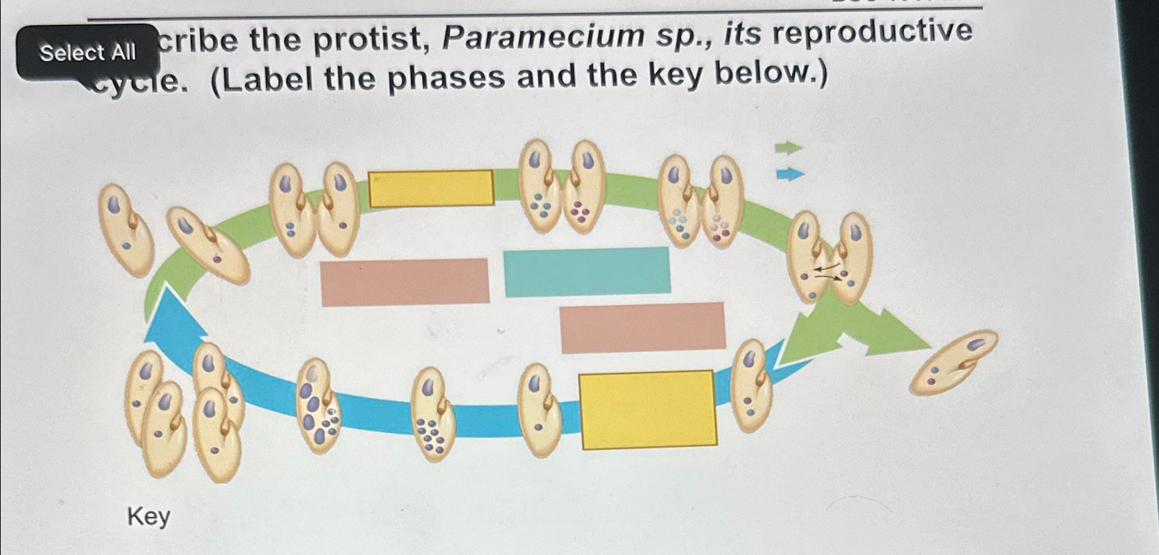 Solved desribe the protist, Paramecium sp., ﻿its | Chegg.com