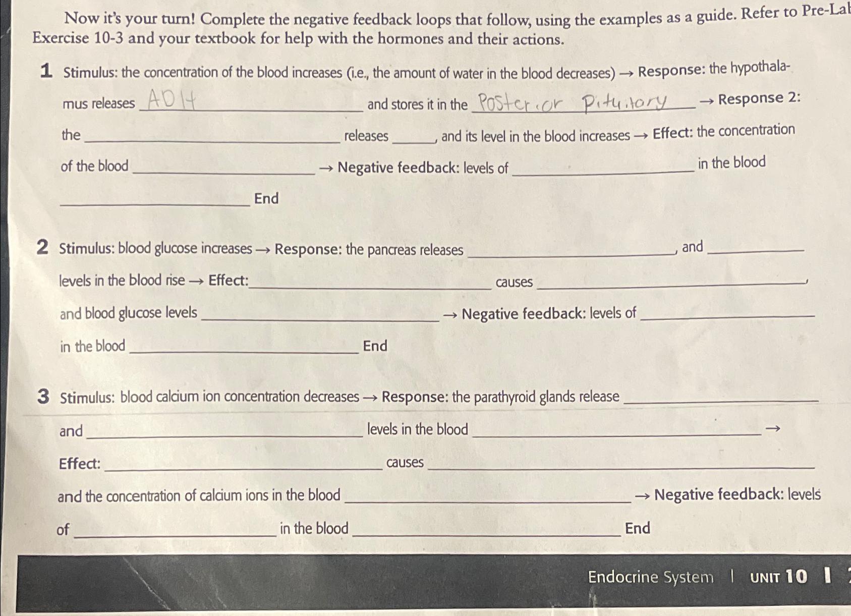 Solved Now it's your turn! Complete the negative feedback | Chegg.com