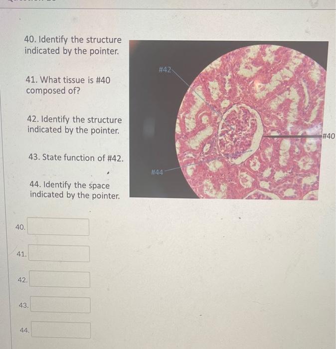 Solved 40. Identify the structure indicated by the pointer. | Chegg.com