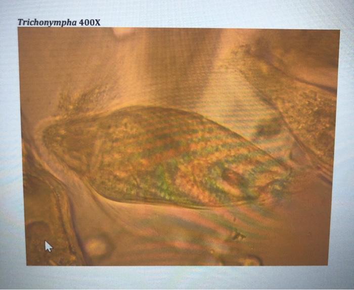 Solved Trichonympha 400X | Chegg.com