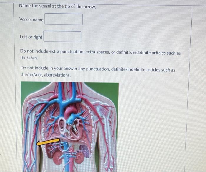 Solved Name the blood vessel indicated with the arrow. Is | Chegg.com