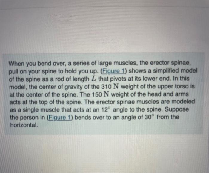 Solved When you bend over, a series of large muscles, the | Chegg.com