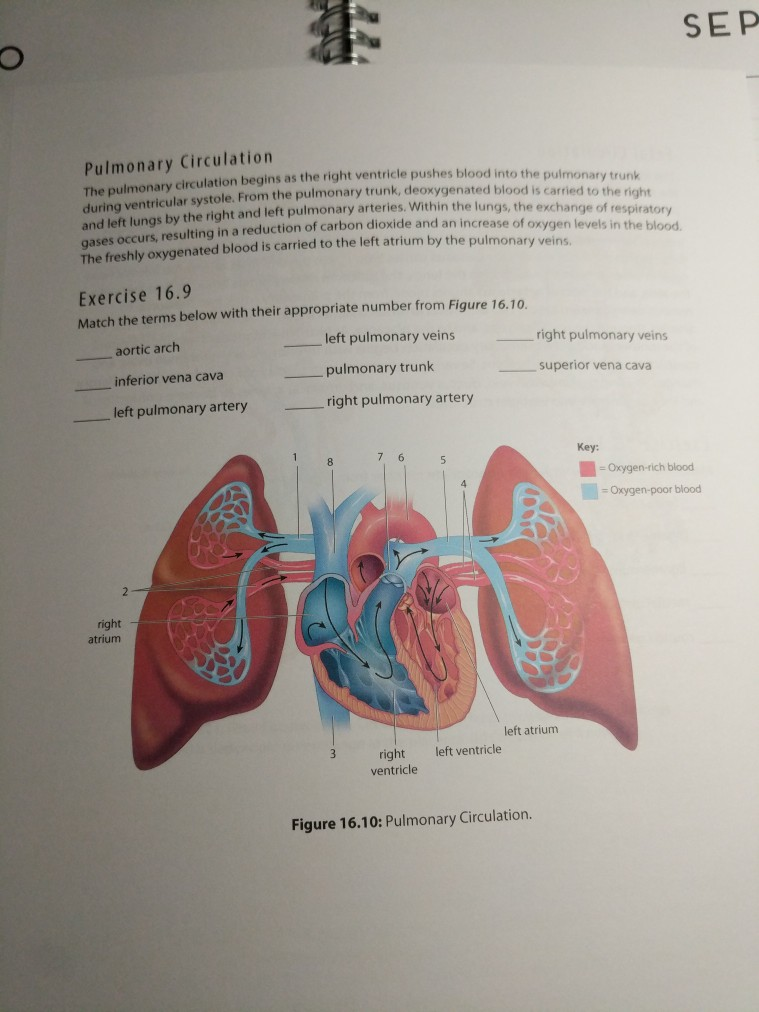 Solved SEP o Pulmonary Circulation The pulmonary circulation | Chegg.com