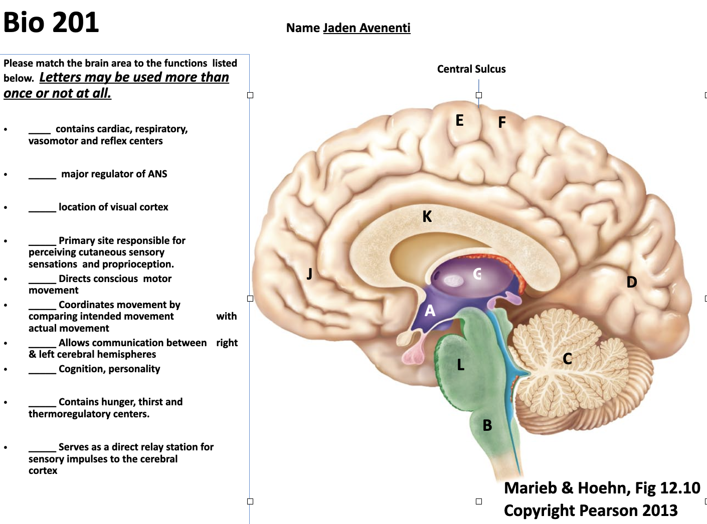 Solved Bio 201Name Jaden AvenentiPlease match the brain area | Chegg.com