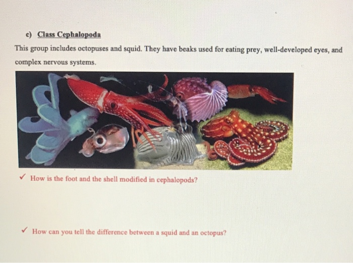 Solved a) Class Polyplacophora Chitons have a shell with | Chegg.com