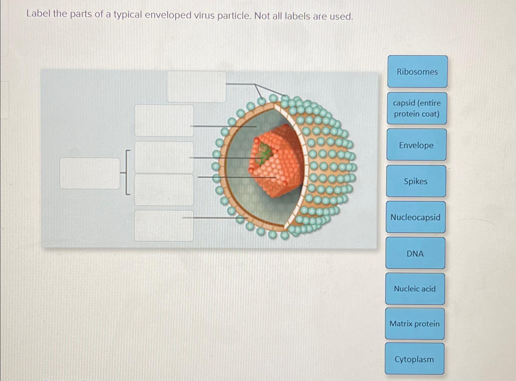 Solved Label the parts of a typical enveloped virus | Chegg.com